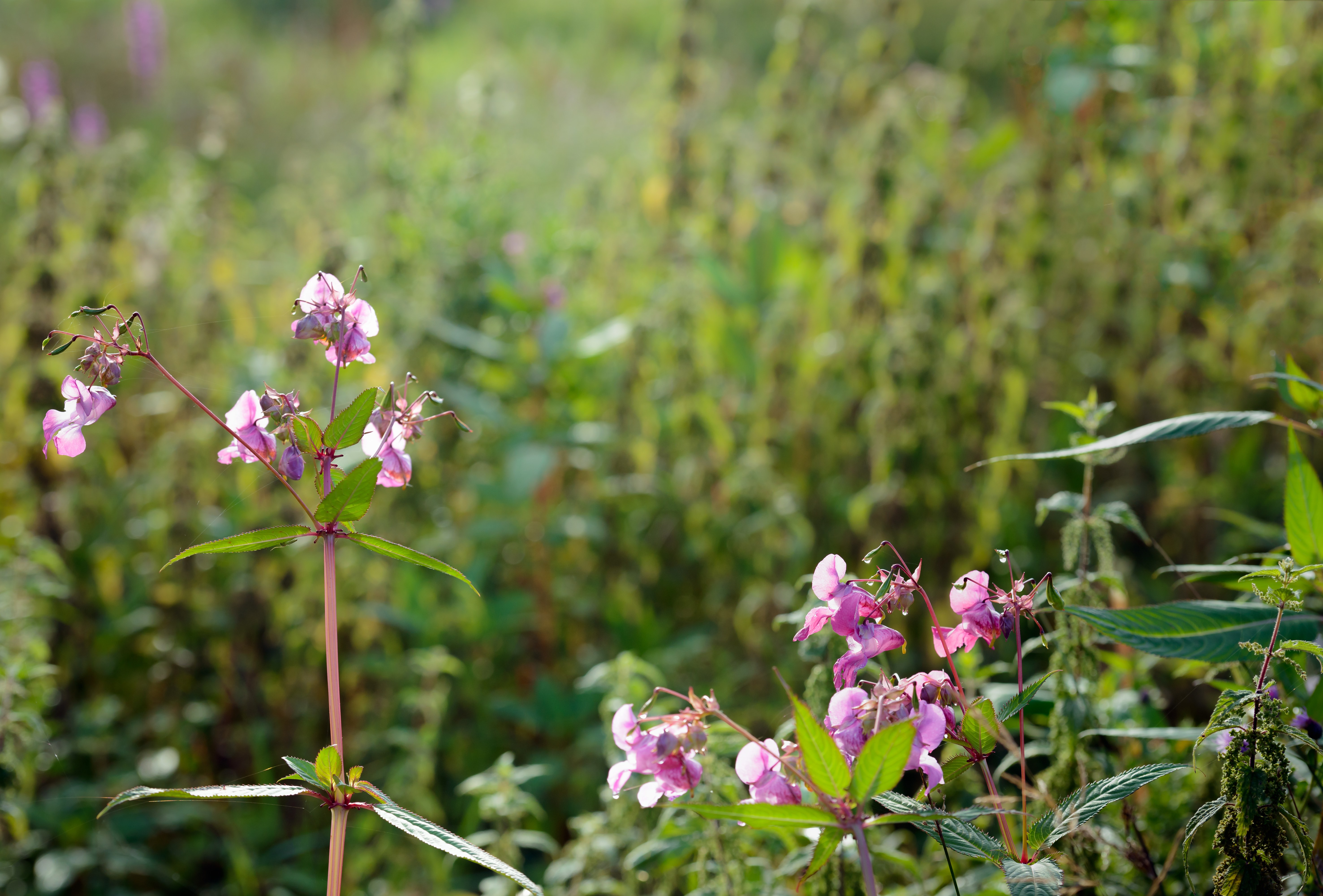 Himalayan Balsam Bash - Silton Village / Dorset